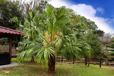 7 Palm Trees that Provide Shade - Plantglossary