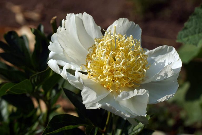 8 Different Types of Yellow Peonies (with Pictures) - Plantglossary