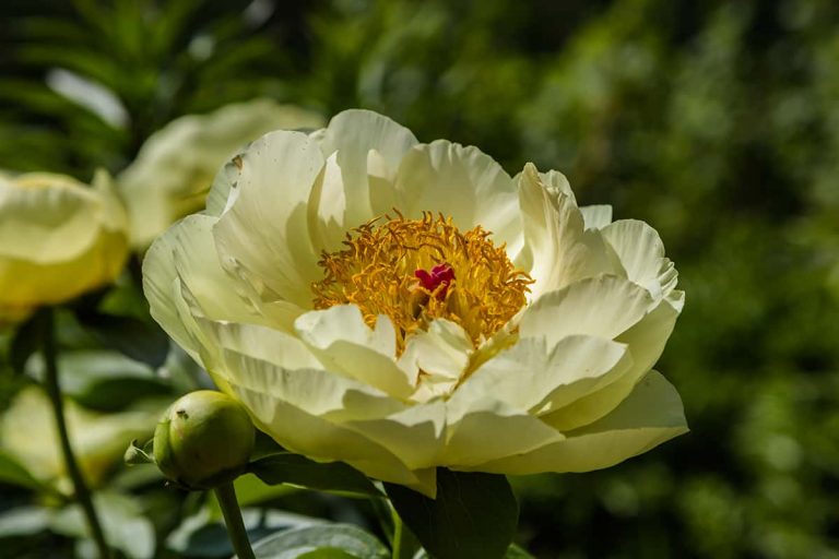 8 Different Types of Yellow Peonies (with Pictures) - Plantglossary