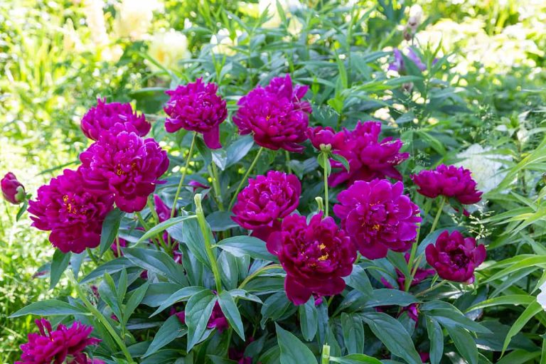 9 Different Types of Purple Peonies - Plantglossary