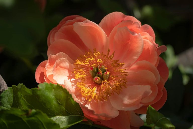 7 Types of Orange Peonies (with Pictures) - Plantglossary