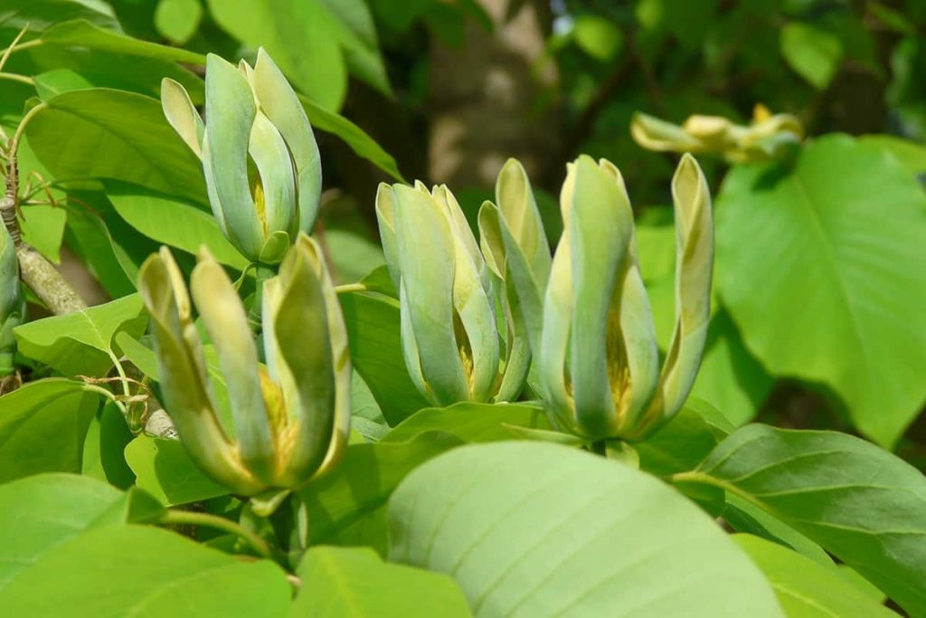 15 Types of Magnolia Trees (Photos Included) - Plantglossary