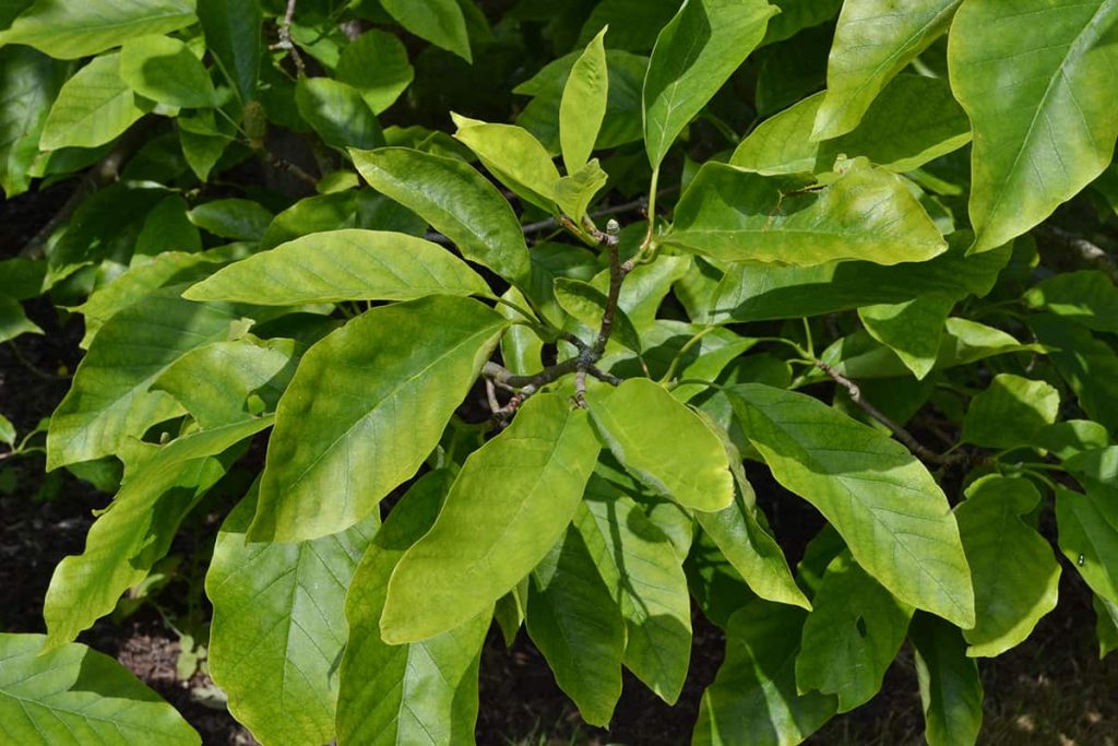 Cucumber Tree Magnolia Care Guide - Plantglossary