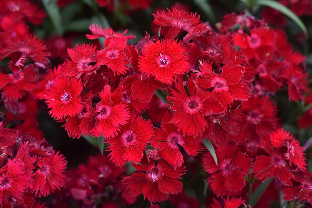6 Red Perennials That Bloom All Summer (with Care Guide) - Plantglossary