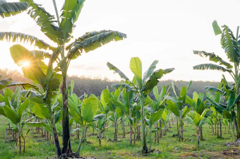 5 Plants that Look Like a Banana Tree - Plantglossary