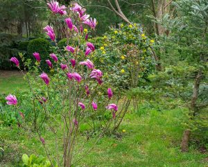 Plants that Go with Magnolia Trees - Plantglossary