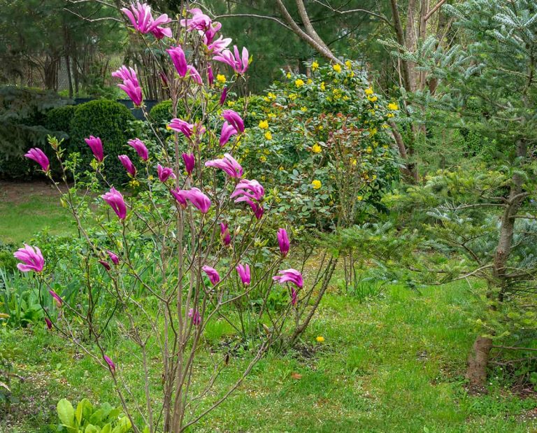 Plants that Go with Magnolia Trees - Plantglossary