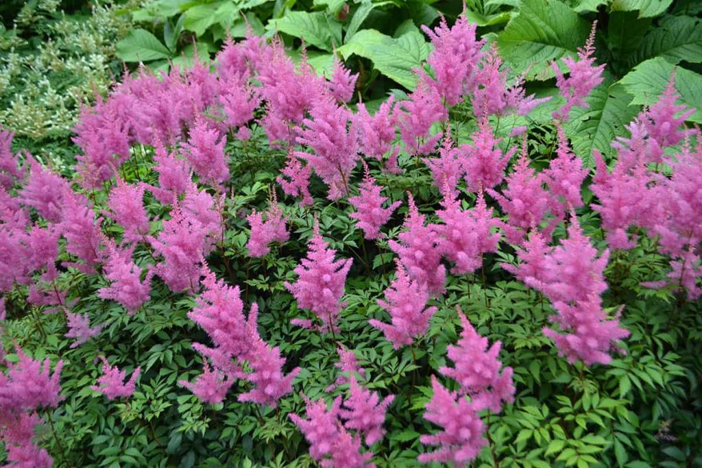 5 Tall Perennials for Shade (Care Guide Inc.) - Plantglossary