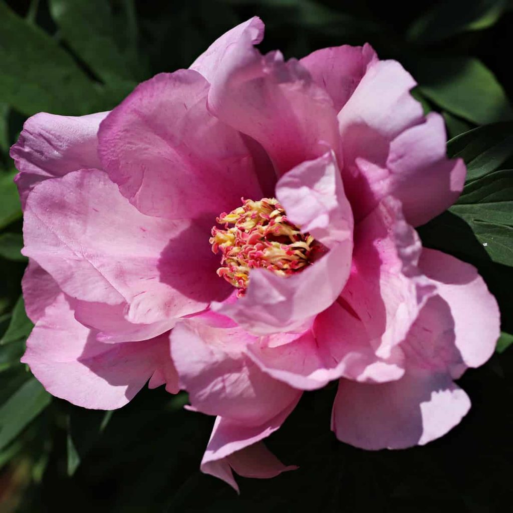 19 Types of Pink Peonies (with Photos) - Plantglossary