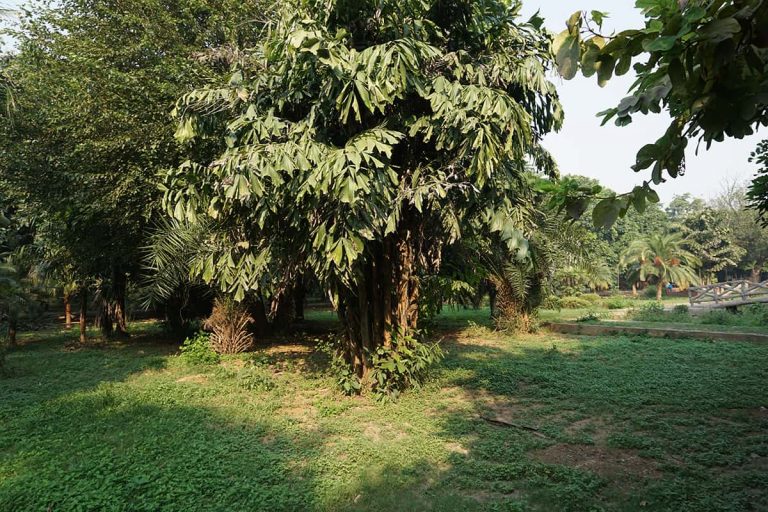7 Palm Trees that Provide Shade - Plantglossary
