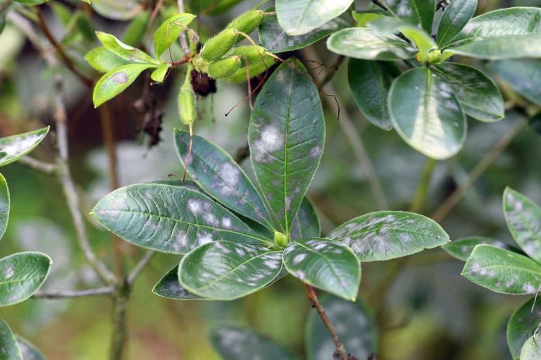 How Long Do Magnolia Trees Live? - Plantglossary