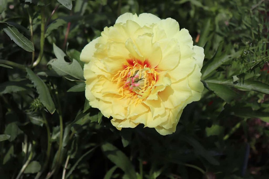 What Colors Do Peonies Come In? - Plantglossary