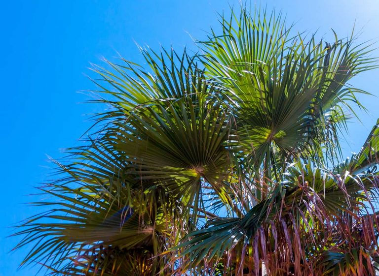 7 Palm Trees that Provide Shade - Plantglossary
