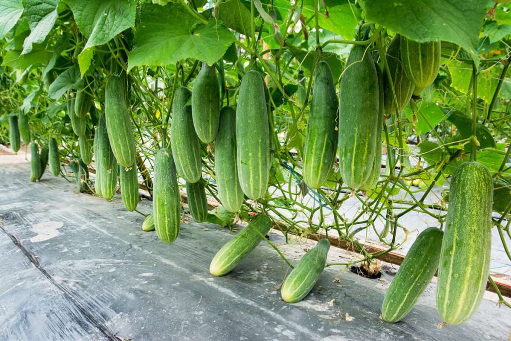 Cucumber Plant Temperature Tolerance Explained - Plantglossary