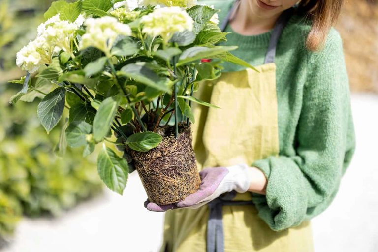 How Deep Are Hydrangea Roots? - Plantglossary