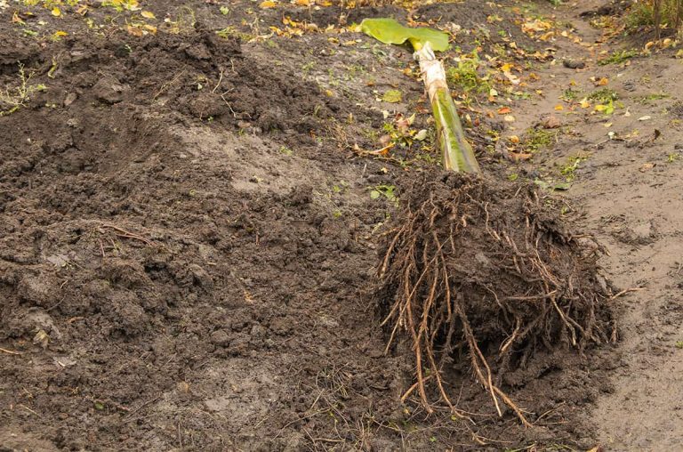How Deep Are a Banana Tree’s Roots? - Plantglossary
