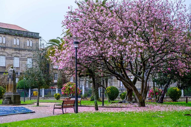 How Long Do Magnolia Trees Live? - Plantglossary