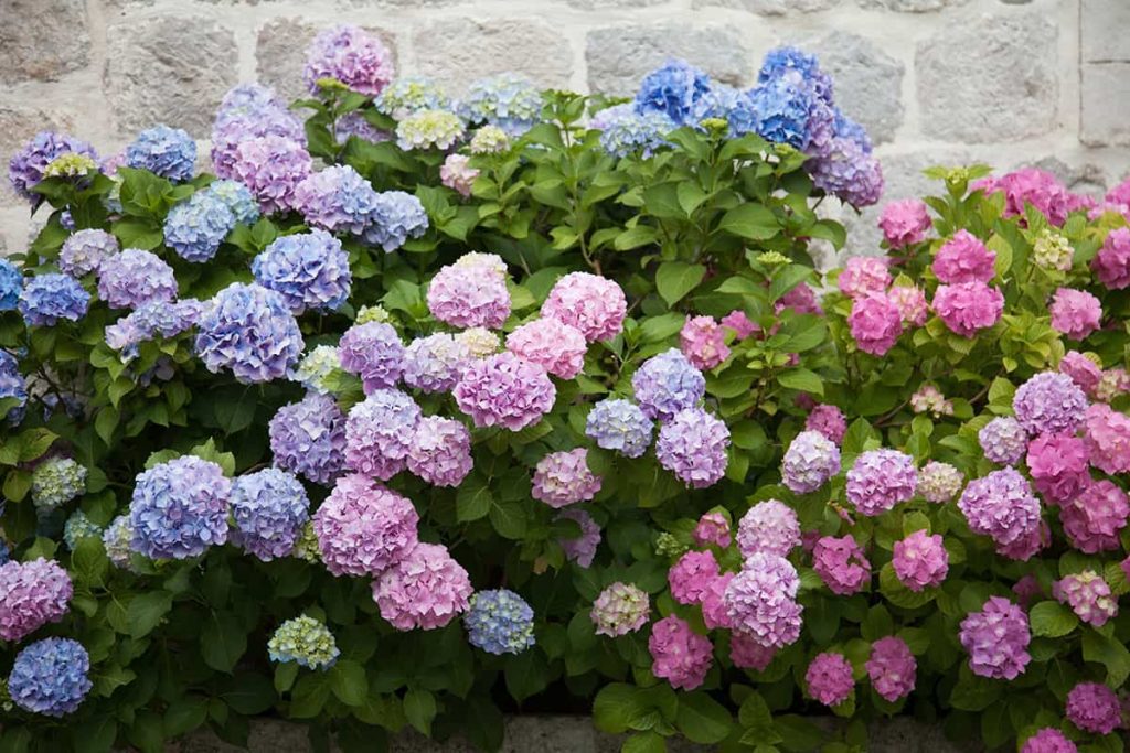 Hydrangea Turning Brown and Dying – What to Do - Plantglossary
