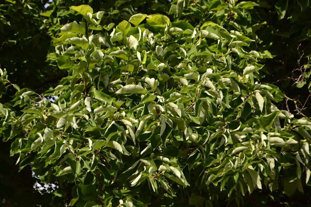 Cucumber Tree Magnolia Care Guide - Plantglossary