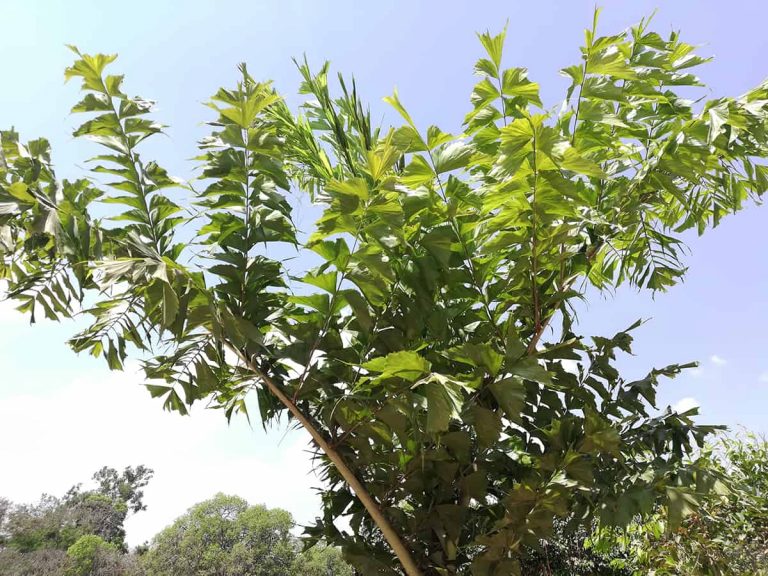 Fishtail Palm Growing and Care Guide - Plantglossary