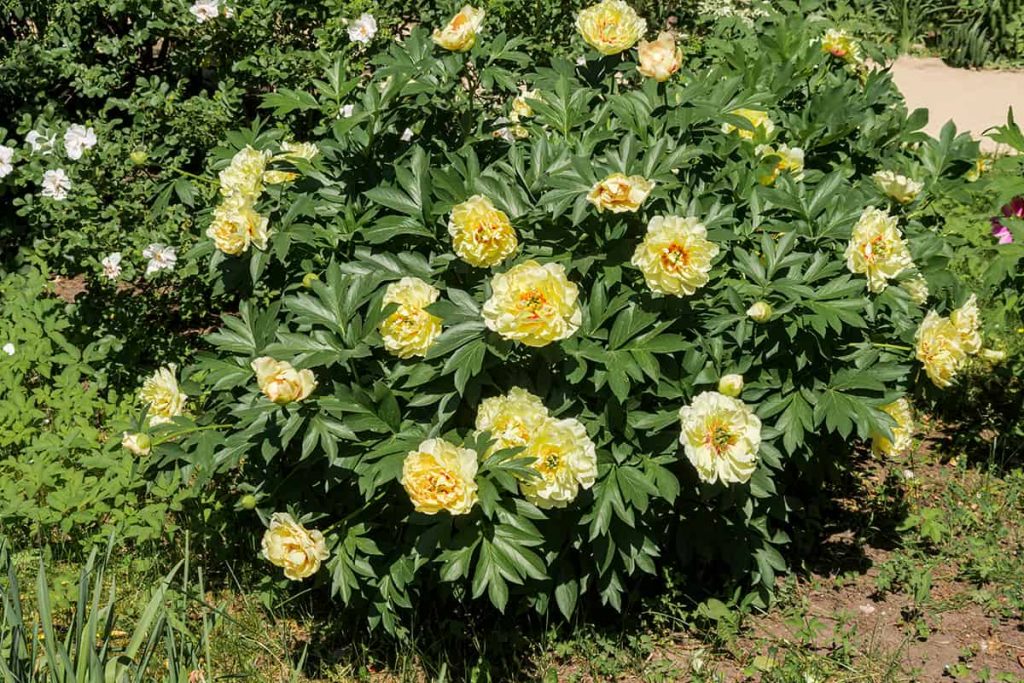 When Do Peonies Bloom (and for How Long) - Plantglossary