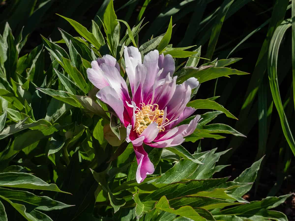 9 Different Types of Purple Peonies - Plantglossary