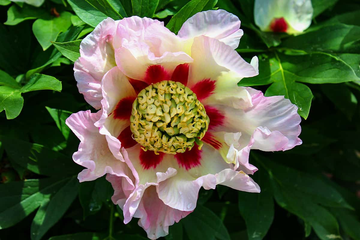 9 Different Types of Purple Peonies - Plantglossary