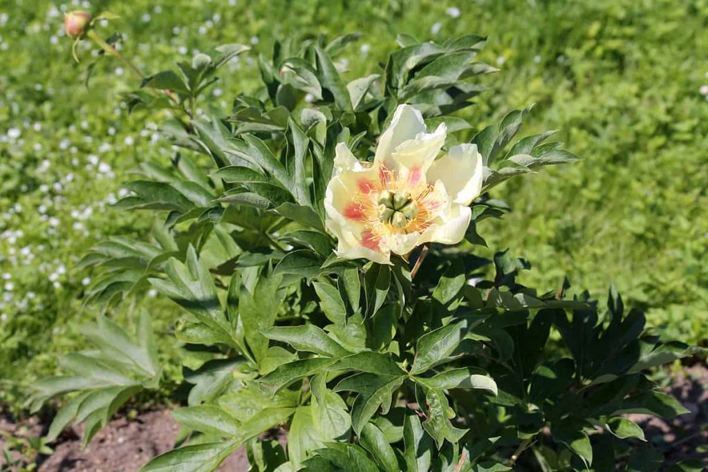 8 Different Types of Yellow Peonies (with Pictures) - Plantglossary