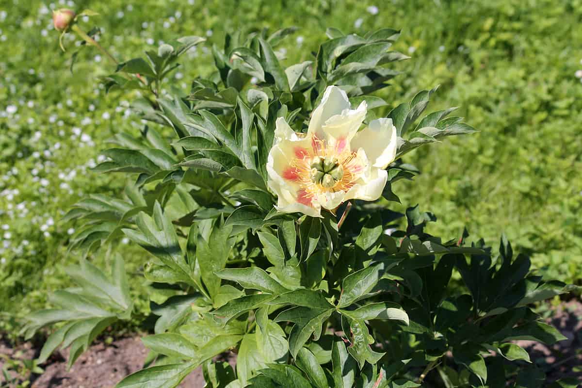 8 Different Types of Yellow Peonies (with Pictures) - Plantglossary