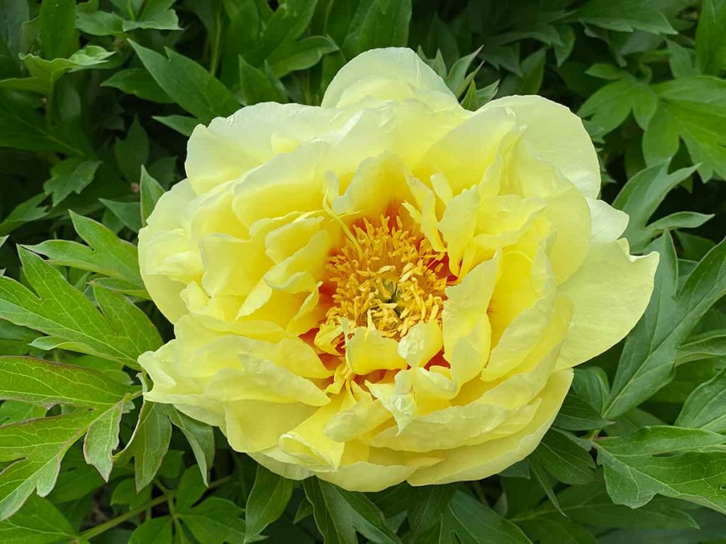 8 Different Types of Yellow Peonies (with Pictures) - Plantglossary