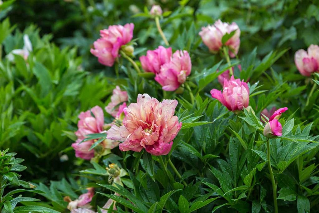 What Colors Do Peonies Come In? - Plantglossary