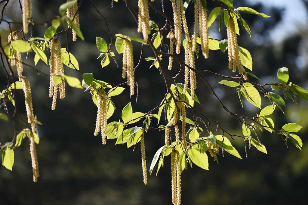 How to Grow and Care For Smooth Alder - Plantglossary