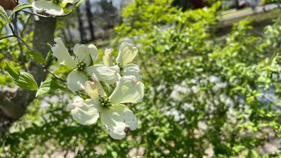White Dogwood Tree – Growing and Care Guide - Plantglossary