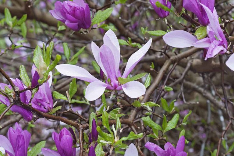 10 Dwarf Magnolia Tree Varieties - Plantglossary