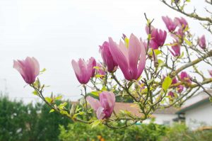 10 Dwarf Magnolia Tree Varieties - Plantglossary