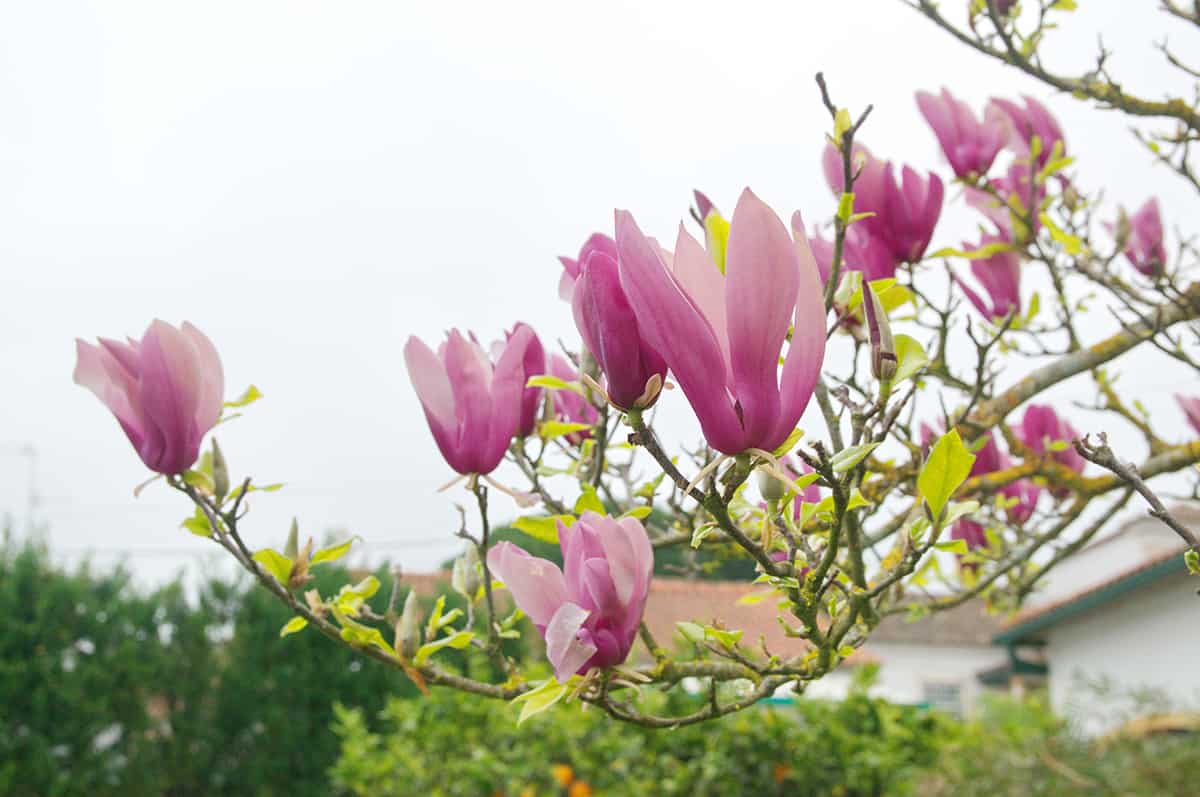 10 Dwarf Magnolia Tree Varieties - Plantglossary