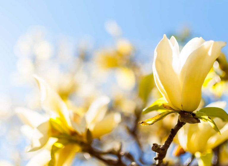 When Do the Magnolia Trees Bloom? - Plantglossary