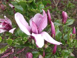 10 Dwarf Magnolia Tree Varieties - Plantglossary
