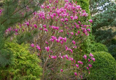 10 Dwarf Magnolia Tree Varieties - Plantglossary