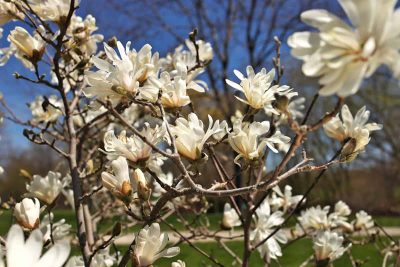 How Fast Do Magnolia Trees Grow? - Plantglossary