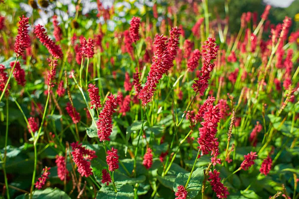 6 Perennials that Like Wet Soil and Full Sun - Plantglossary
