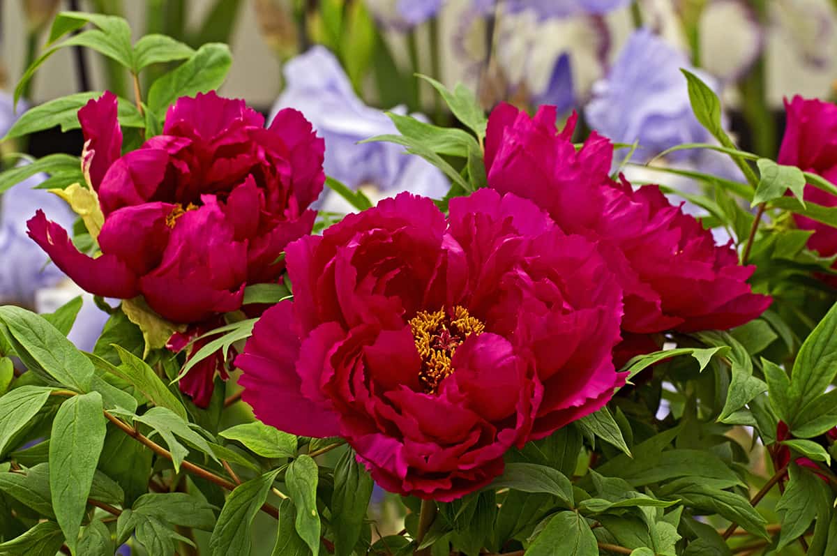 9 Different Types of Purple Peonies - Plantglossary