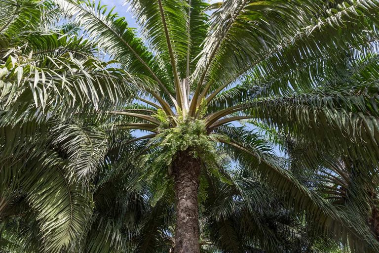 7 Palm Trees that Provide Shade - Plantglossary