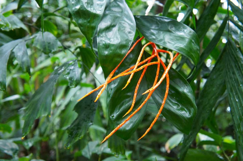 Cat Palm Care and Growing Guide - Plantglossary