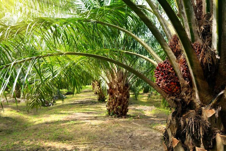 7 Palm Trees that Provide Shade - Plantglossary