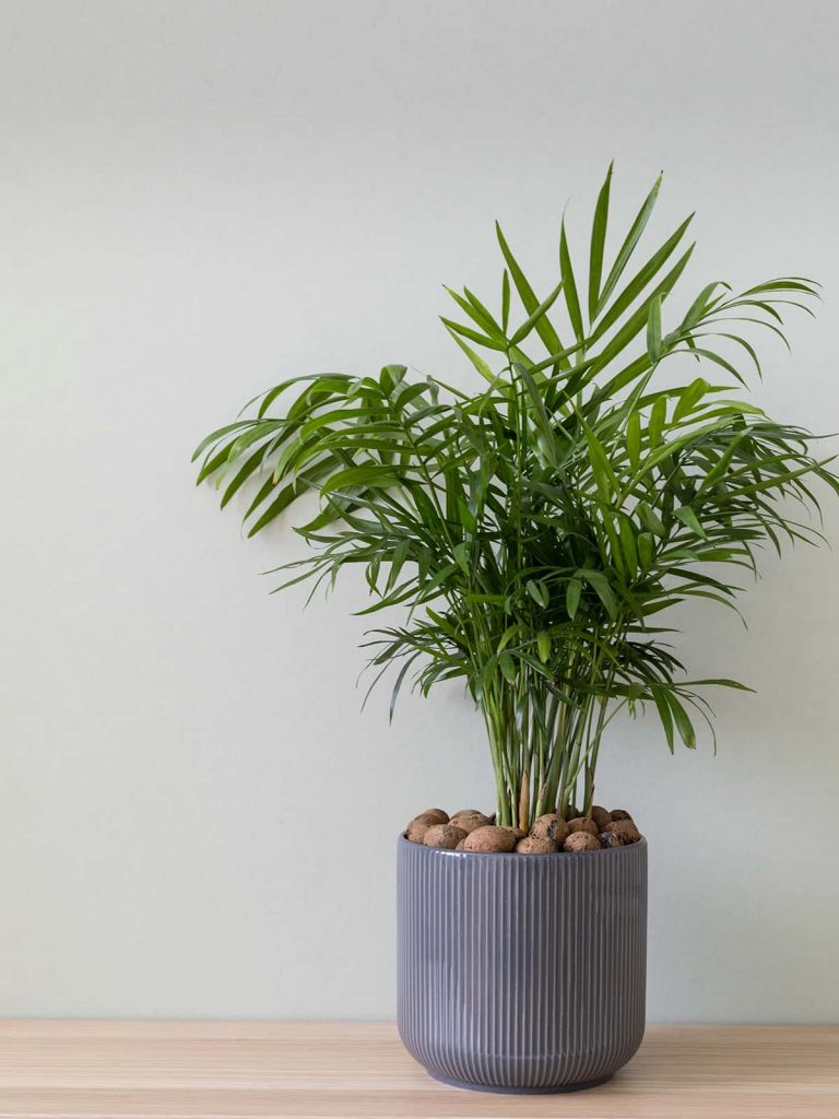 Cat Palm Care and Growing Guide - Plantglossary