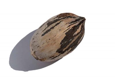 8 Different Types of Pecan Trees - Plantglossary