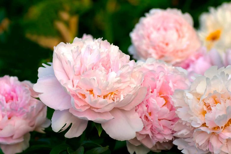 19 Types of Pink Peonies (with Photos) - Plantglossary