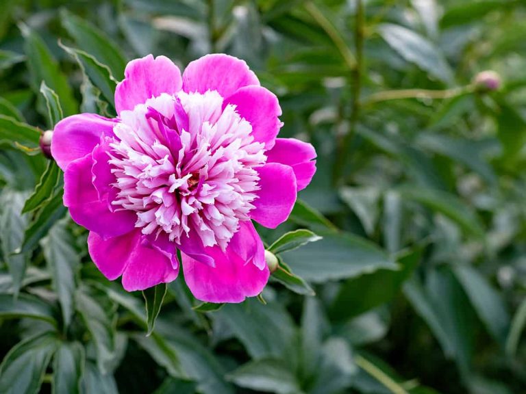 19 Types of Pink Peonies (with Photos) - Plantglossary