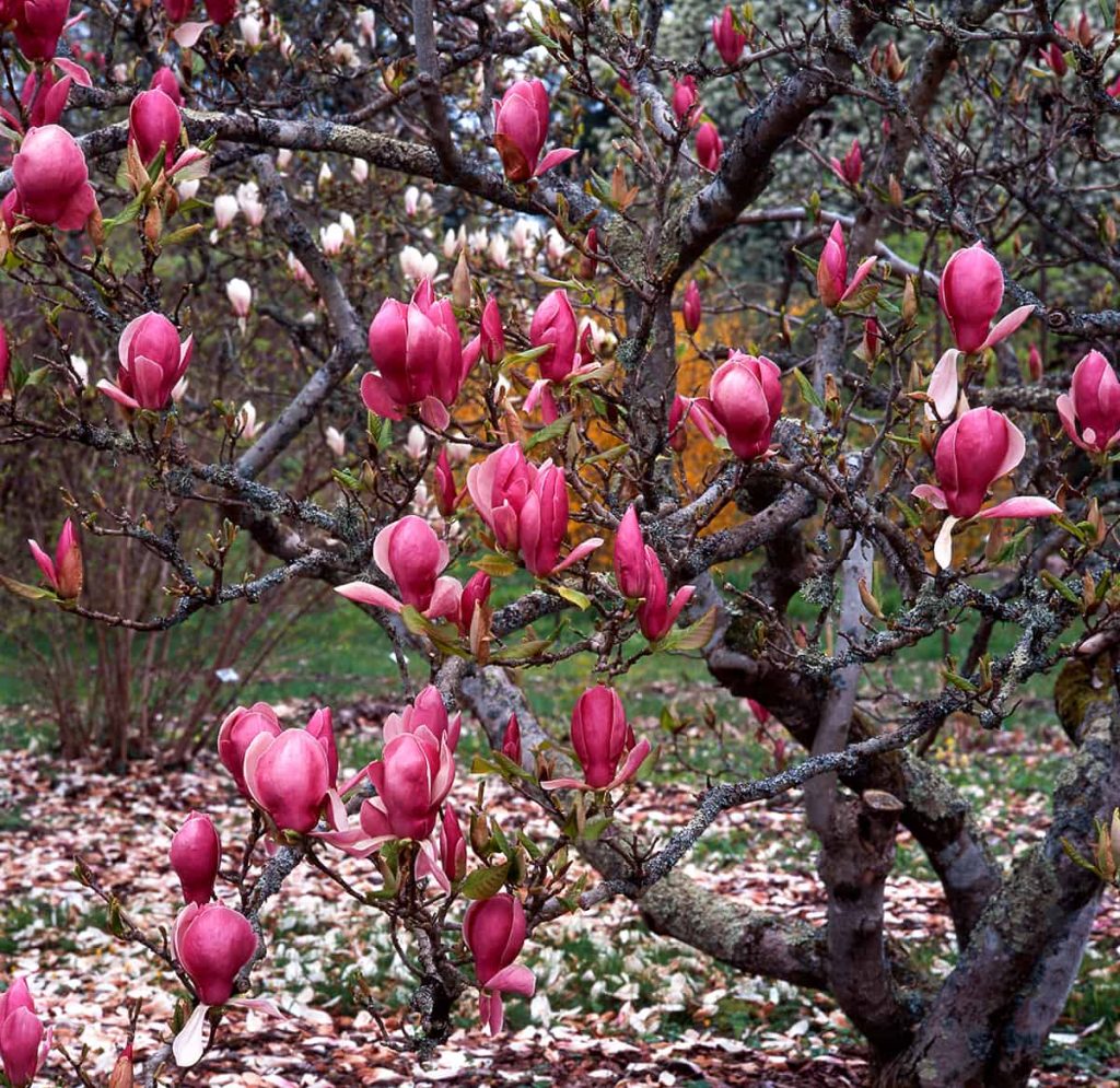 15 Types of Magnolia Trees (Photos Included) - Plantglossary